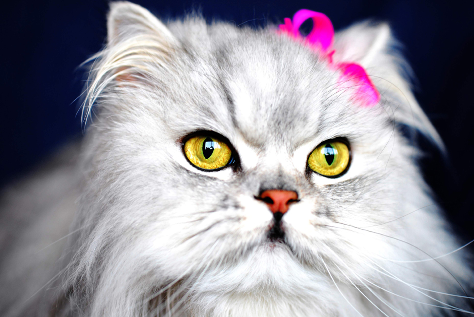 NORTHWEST ANIMAL HOSPITAL